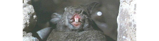 NIGHT OF THE LEPUS - The DVD Review - We Are Movie Geeks